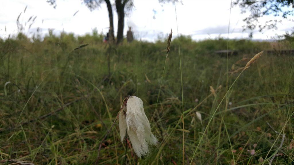 Accessible Scottish Walks: Flanders Moss - Simply Emma
